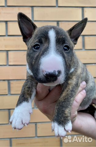 Тигровые mini були