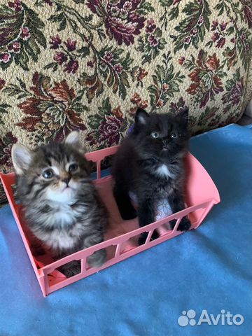 Котята ищут дом