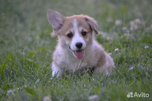 Щенки вельш корги пемброк