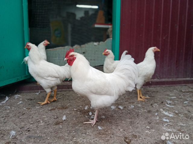 Белый плимутрок