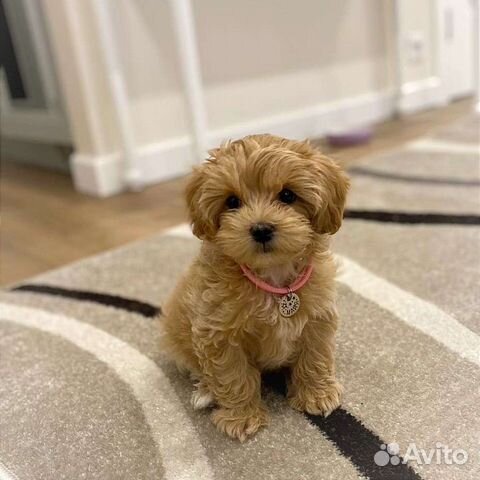 Maltipoo f1 mini