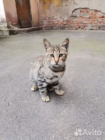 Котенок девочка Лея