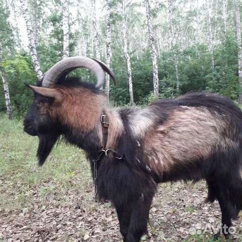 Чешский козел