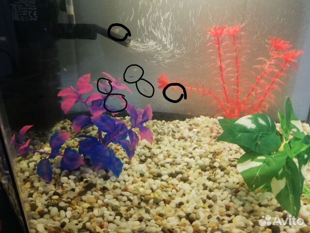 Мальки гуппи