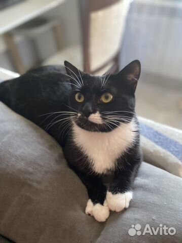 Кошка Кузя в поисках дома