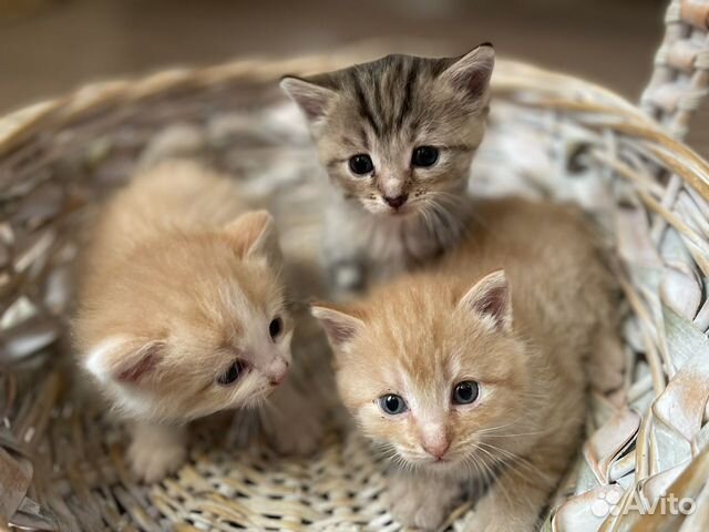 Котята в добрые руки 1 месяц