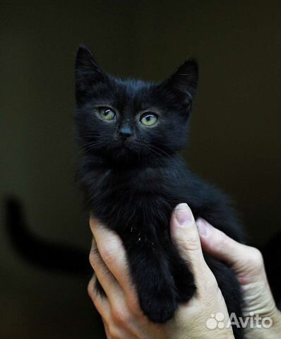 Черный котенок Ноченька нужен дом