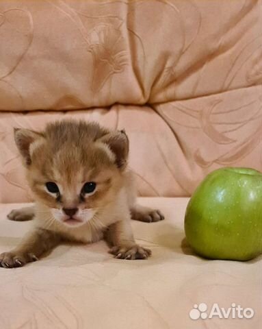 Котенок чаузи ф1