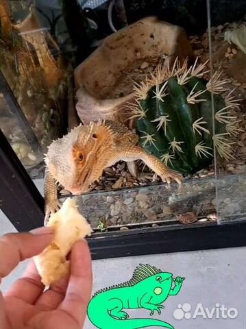Бородатая агама с террариумом