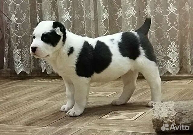 Щенок азиата