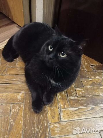 Кот 2.5 года