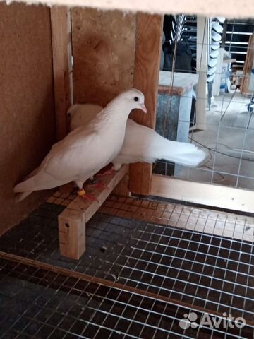 Английские типплеры