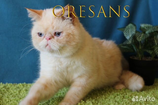 Экзотический мальчик от заводчика Веня