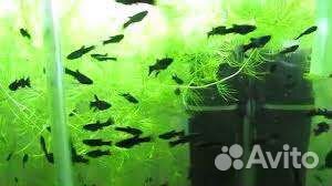 Чёрная моллинезия подростки