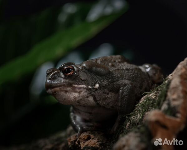 Колорадская жаба (incilius alvarius)