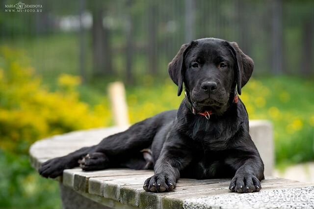 Очень воспитанный юноша)