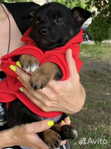 Щенок в добрые руки