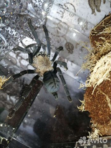 Паук птицеед