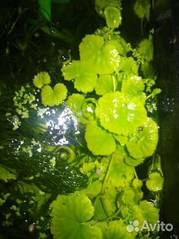 Гидрокотила белоголовая или щитолистник