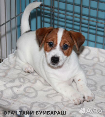 Щенок джек-рассел-терьера бумбараш