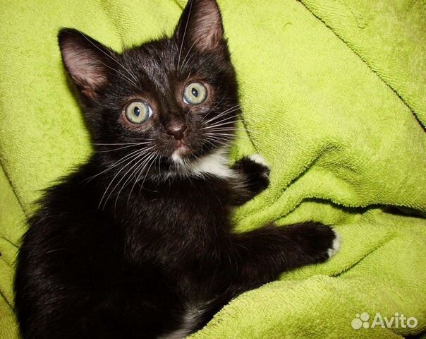 Котёнок в добрые руки