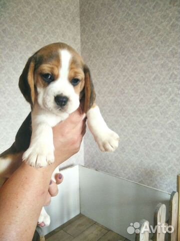 Щенки бигль