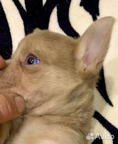 Чихуахуа Синеглазый Пират