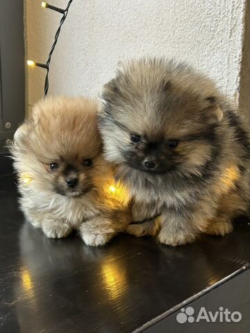 Шпиц мальчики рыжие