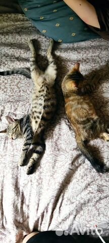 Котята в Сестрорецке