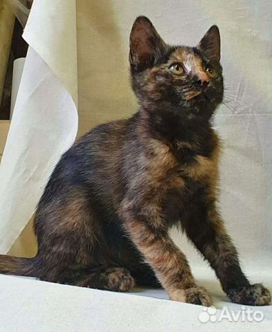 Котенок Глаша в добрые руки