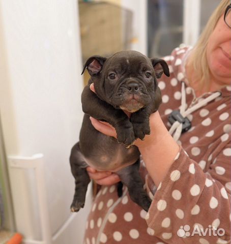 Американский Булли Экзотик черная девочка