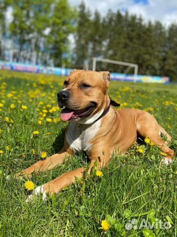 Питбуль вязка