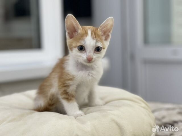 Котенок 2 мес Огонек в квартиру современной семье