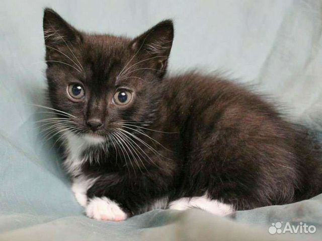 Месячные чёрно-белые котята девочки