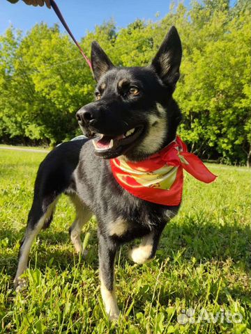 Щенок в добрые руки