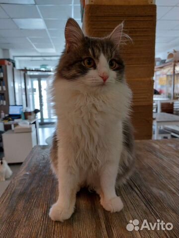 Котик Майкл ищет любимых хозяев