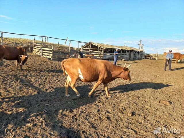 Коровы и телки