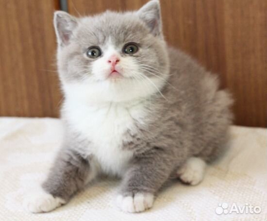 Вислоухие и прямоухие биколор котята