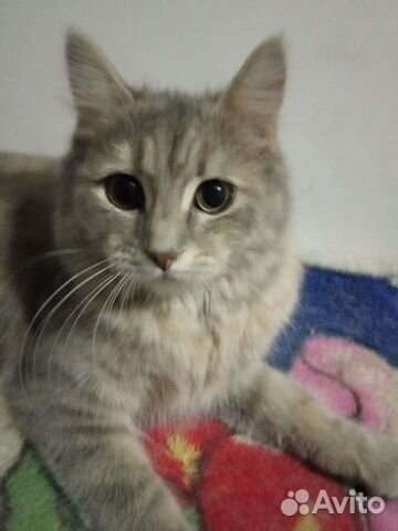 Кошка в дар