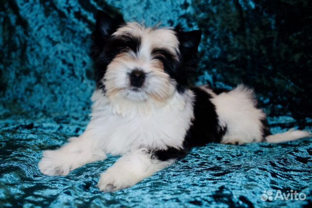 Бивер, биро, цветной йорк, шоколадный йорк