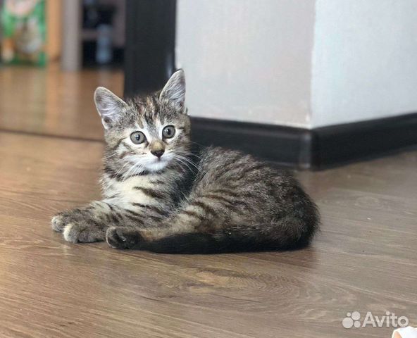 Кошка в добрые руки