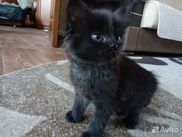 Лохматик в добрые руки