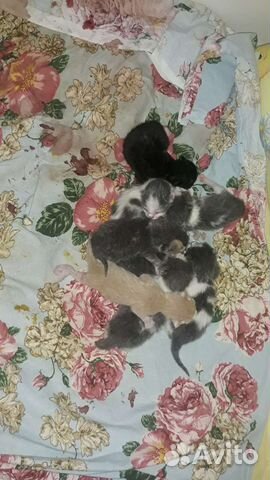Кошка родила 8 котят кошка умна.помогити раздать