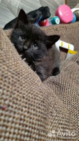 Котята черные