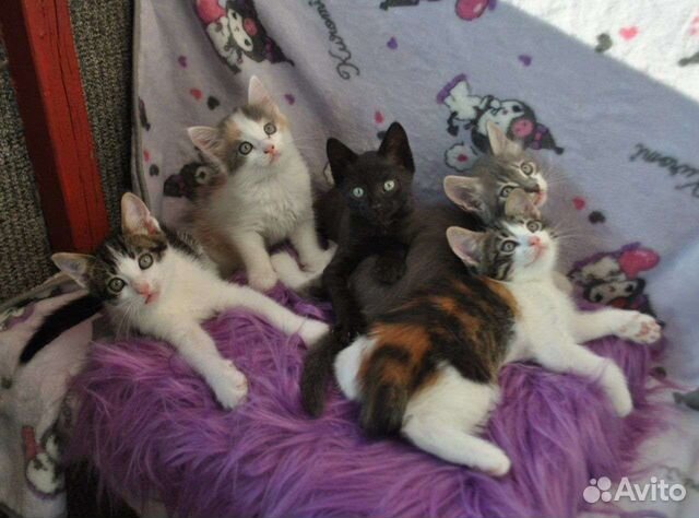 Котята/котëнки/кошачьи дети
