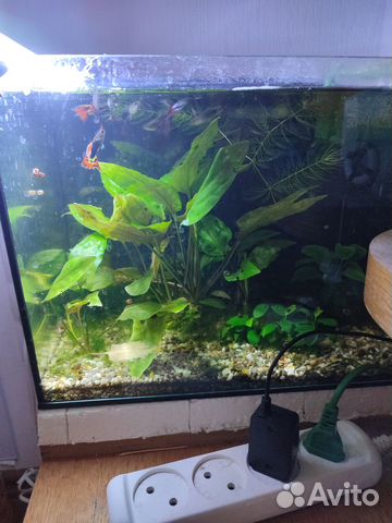 Отдаем бесплатно мальков гуппи