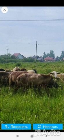 Овцы бараны романовские