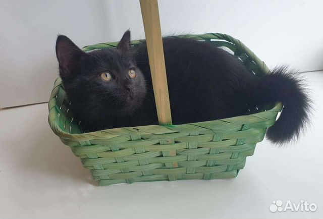 Котенок