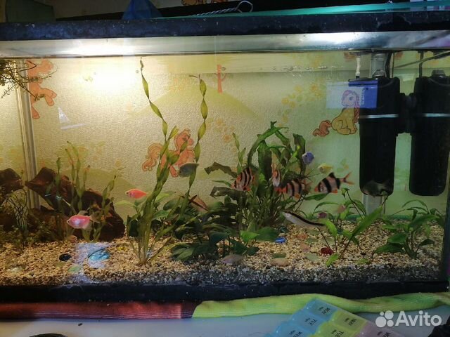 Аквариум с рыбками