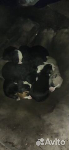 Спасаем кутят, крошки